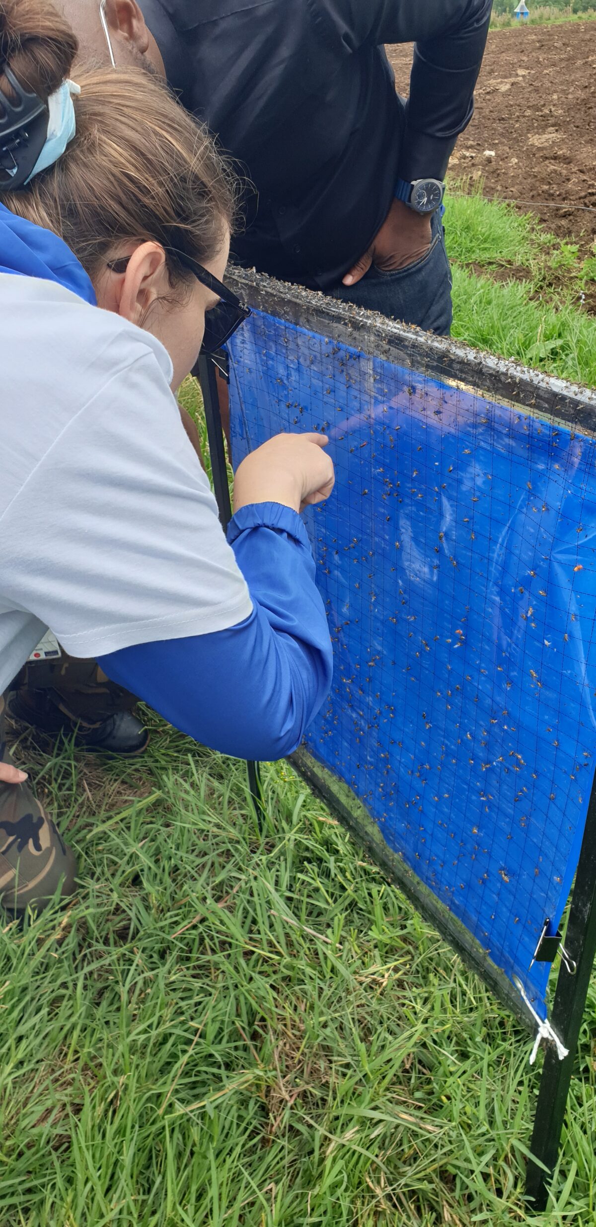 Laboratory and field work - Entomology Summer Course