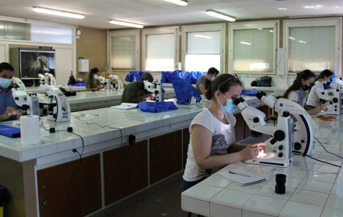 Laboratory and field work - Entomology Summer Course