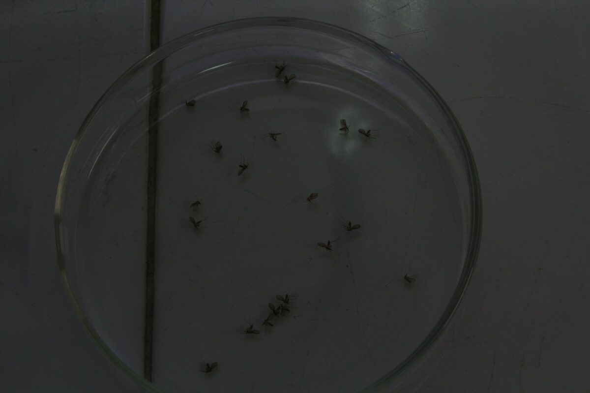 Laboratory and field work - Entomology Summer Course